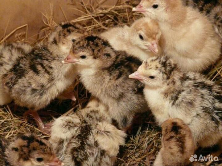 Индюшата, Бройлеры