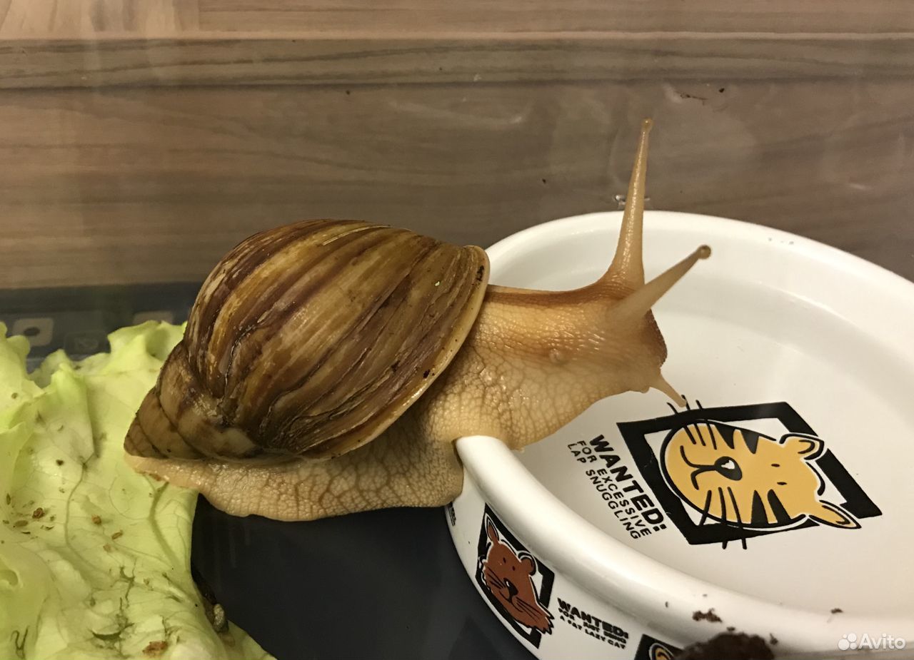 Улитка ахатина