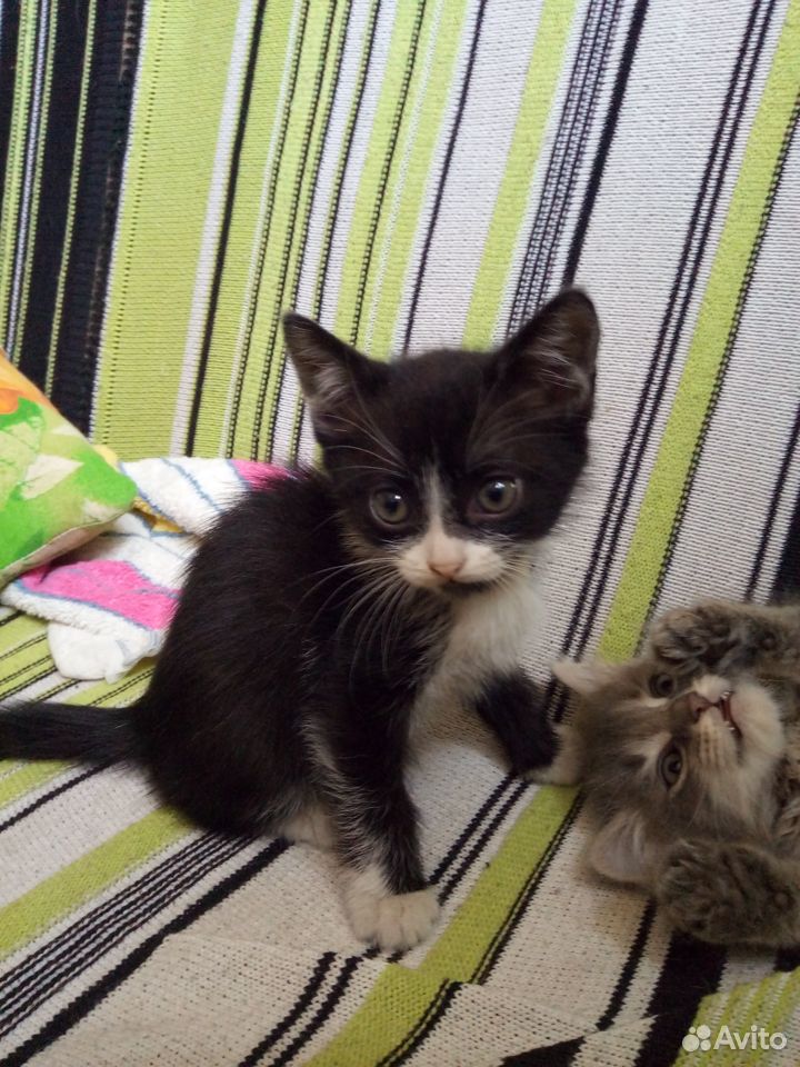 Котенок Френсис Дрейк, мальчик, 1,5 месяца