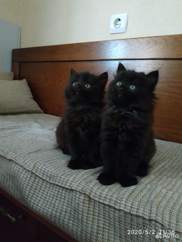 Пушистые Карантинчики