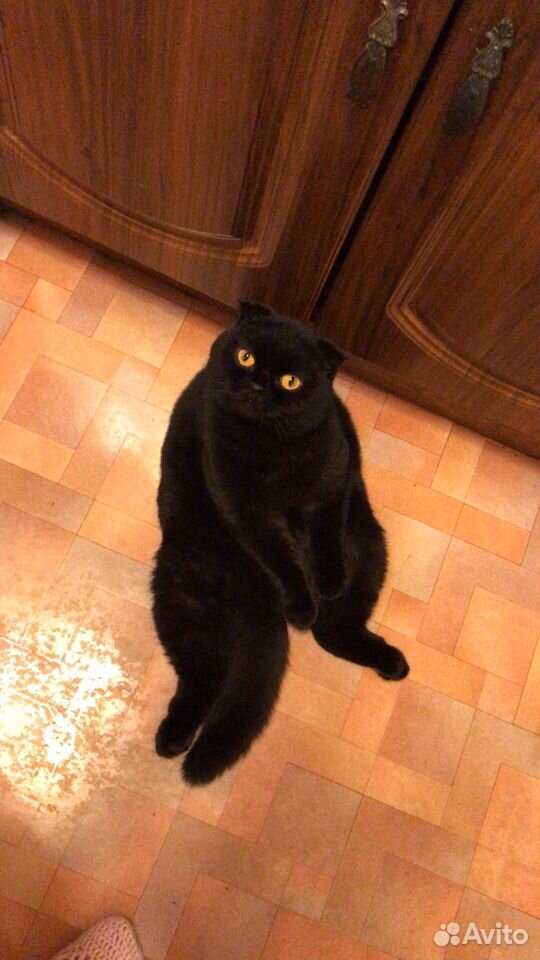 Отдам кошку в добрые руки