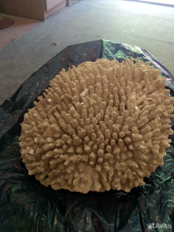 Коралл натуральный