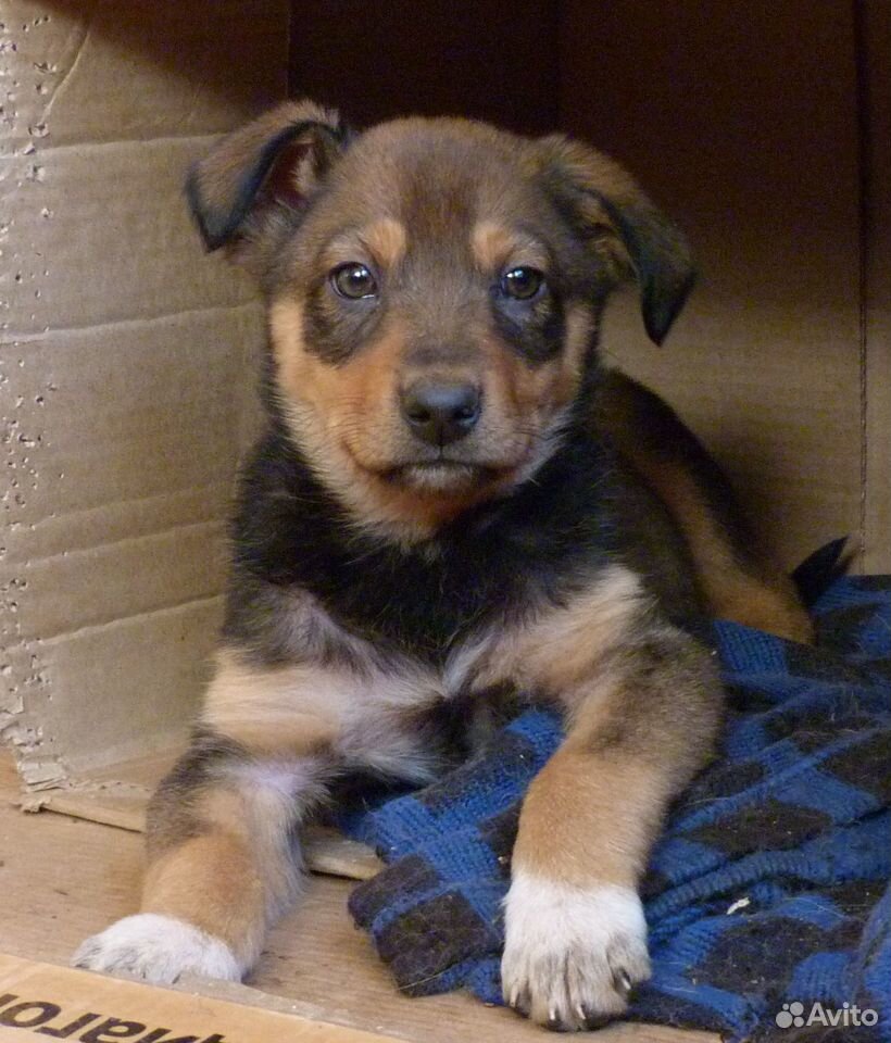 Щенок для Души