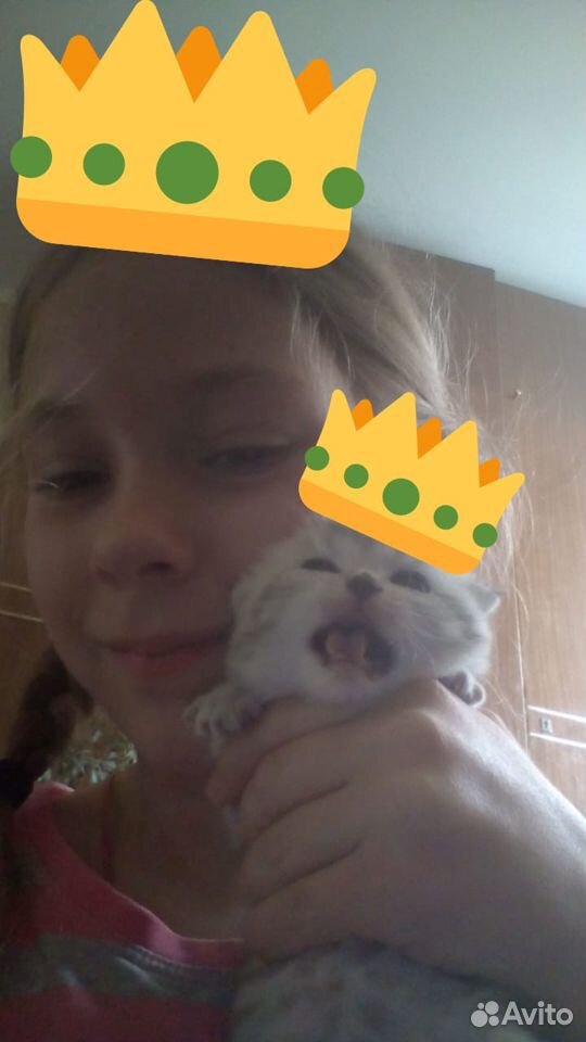 Продаются котята