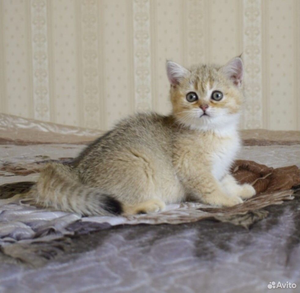 Золотые шиншилловые девочки