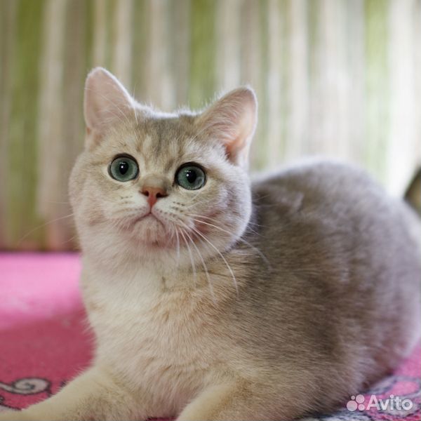 Британский кот, голубое золото
