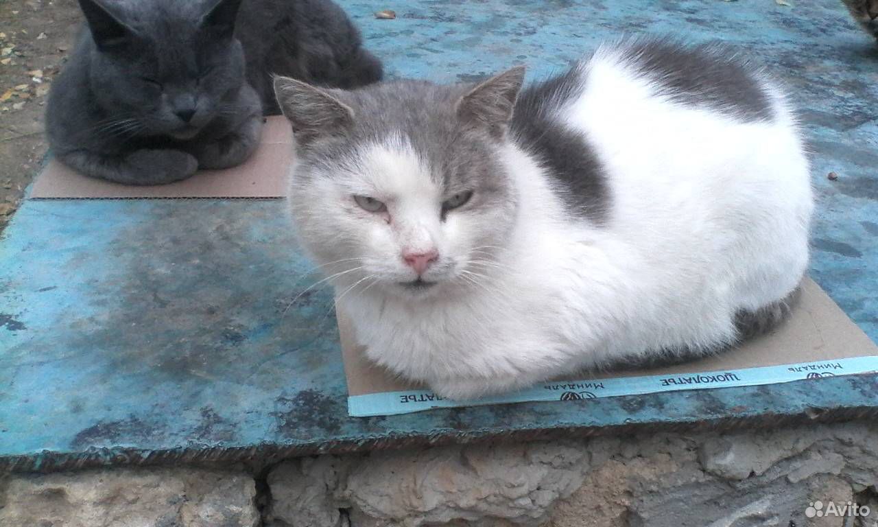 Накормить котика
