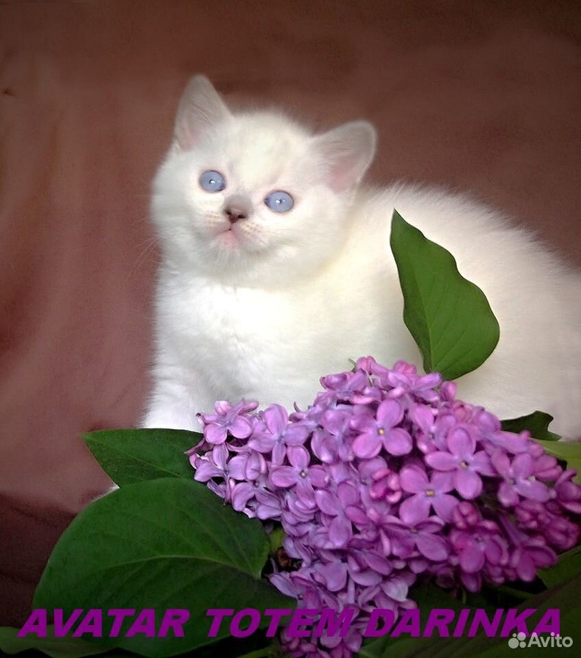 Голубоглазая плюшевая кошечка