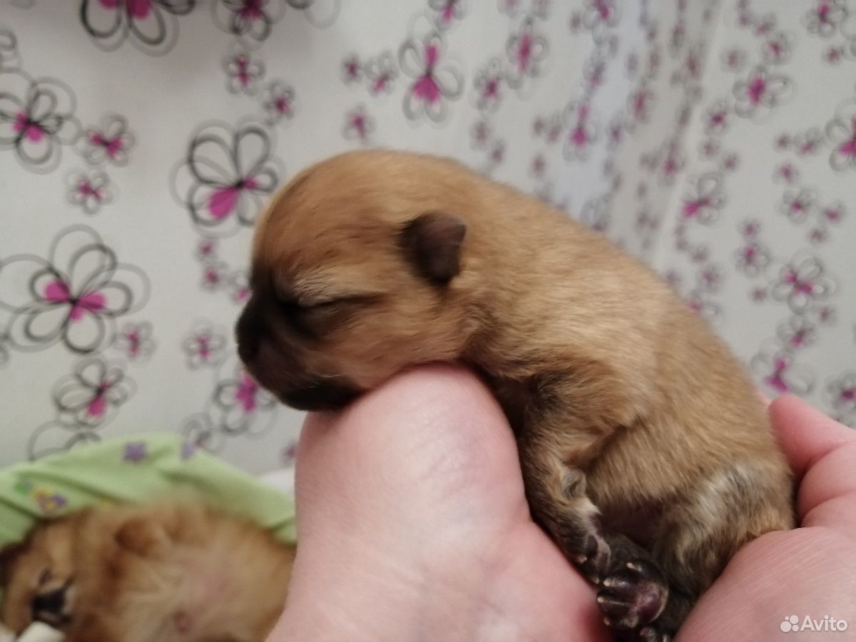 Шпицы щенки к брони