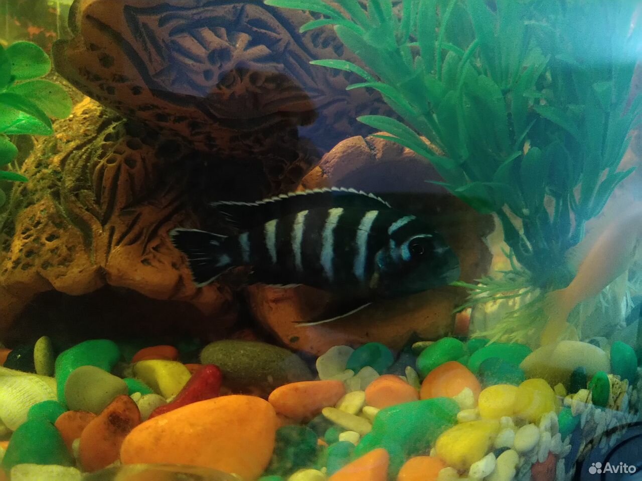 Рыбки аквариумные демасоники Малавийцы