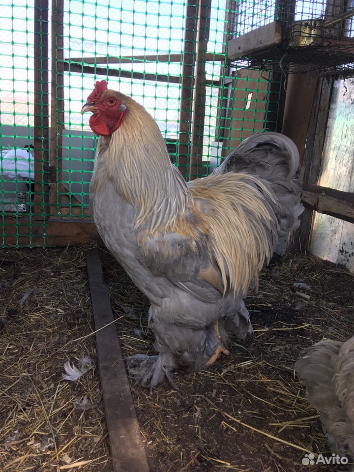 Брама Изабелла