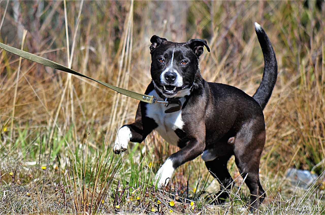 Максик ищет дом