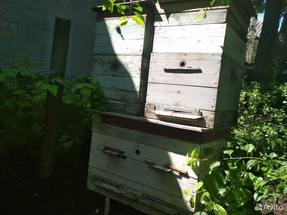 Продажа пчел