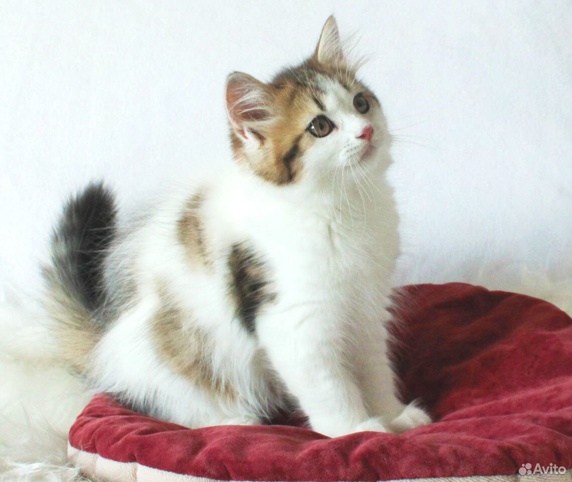 Шотландские котики очень породистые (ласковые)