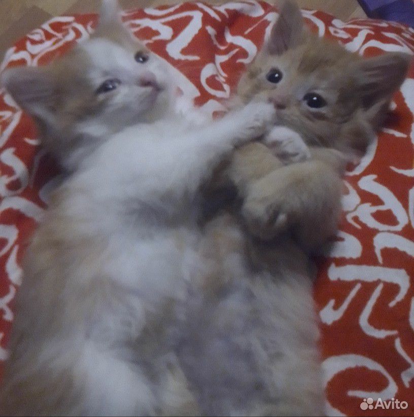 Милые детки