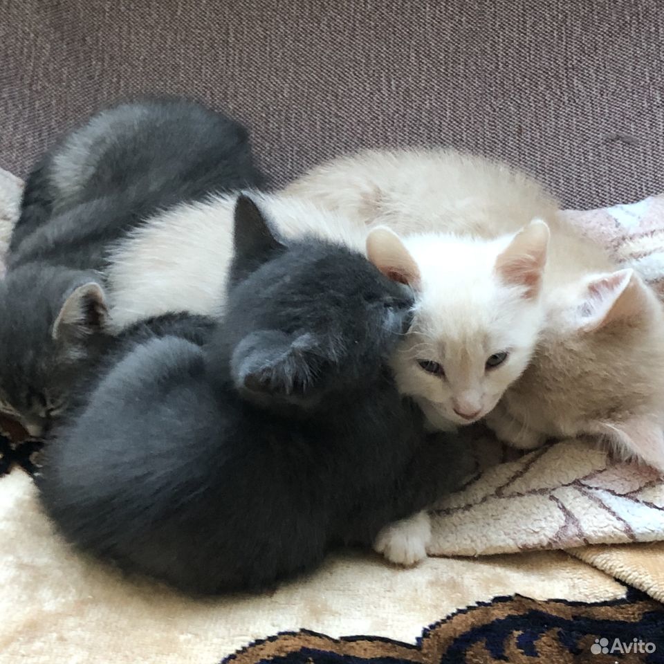 На усыновление