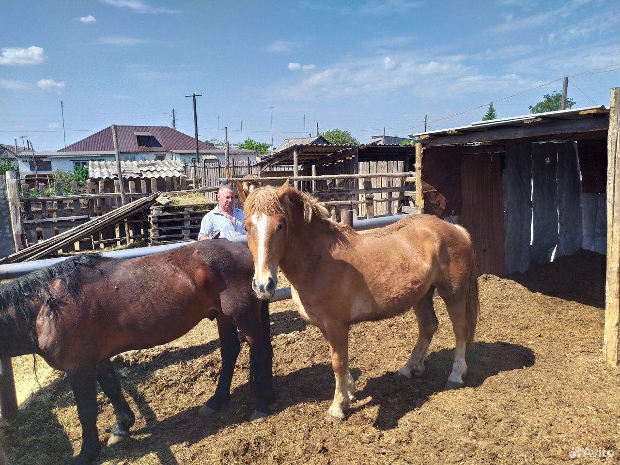 Кобыла советский тяжеловоз