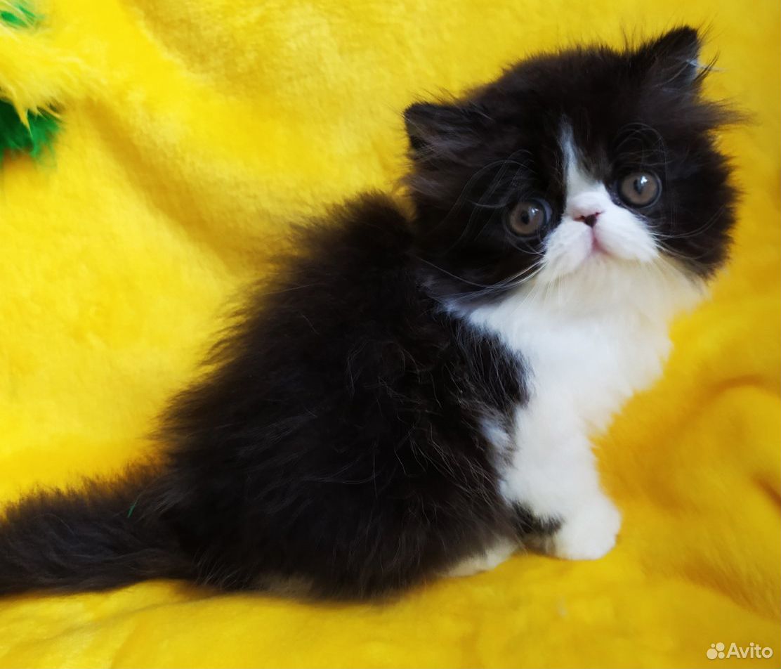 Великолепная персидская девочка