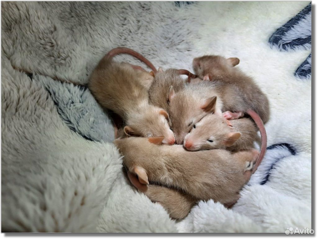 Крысята Дамбо (крысята-бельчата)