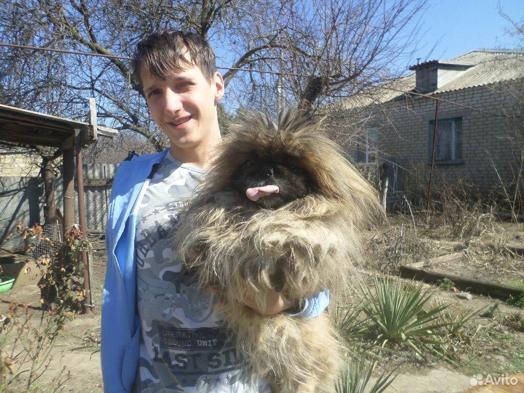 Королевский пекинес