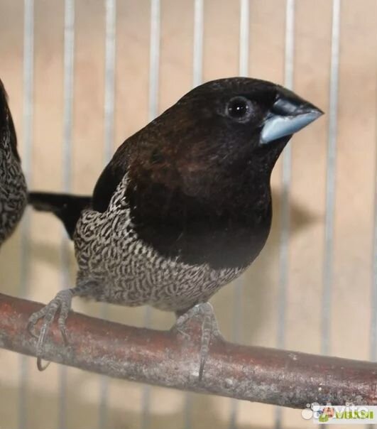 Амадин японский