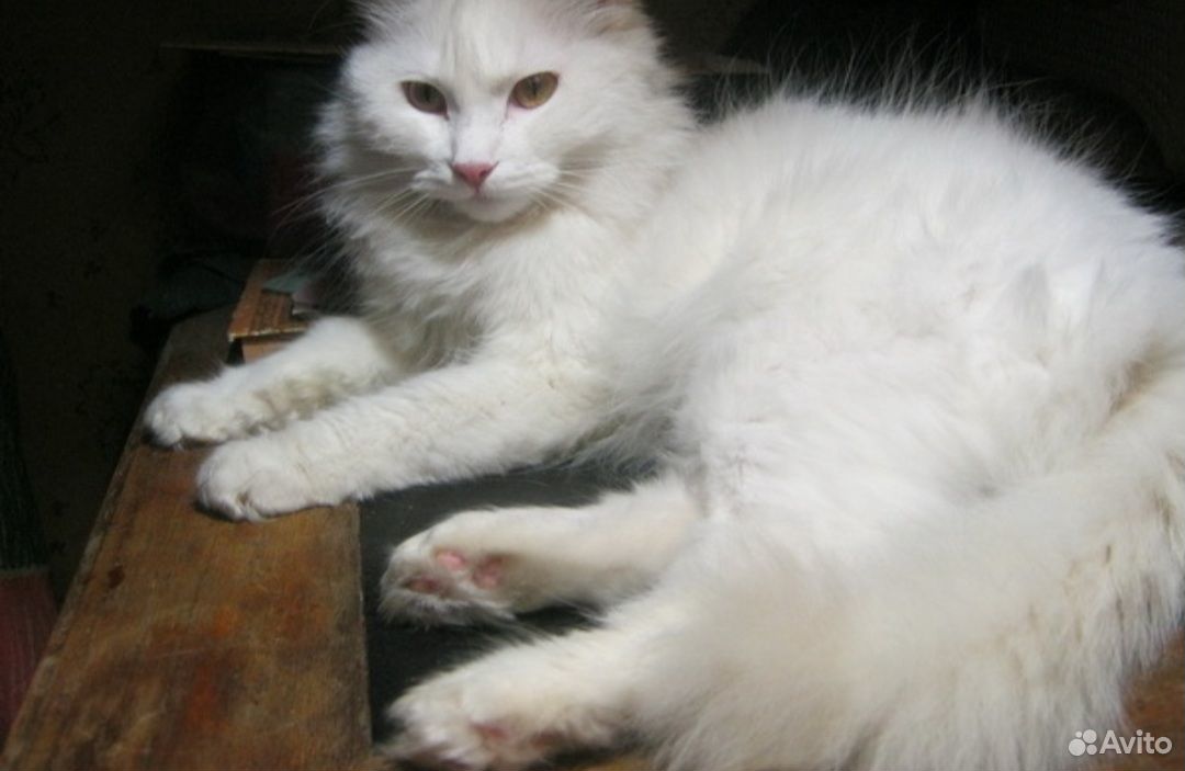 Отдам котят в хорошие руки. Мать - ангорской пород