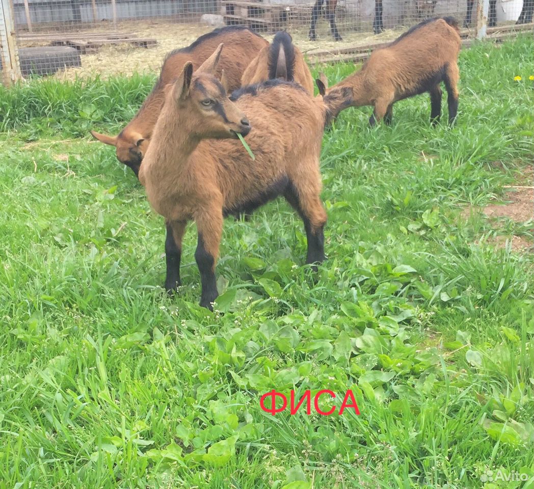 Козочка чешской породы