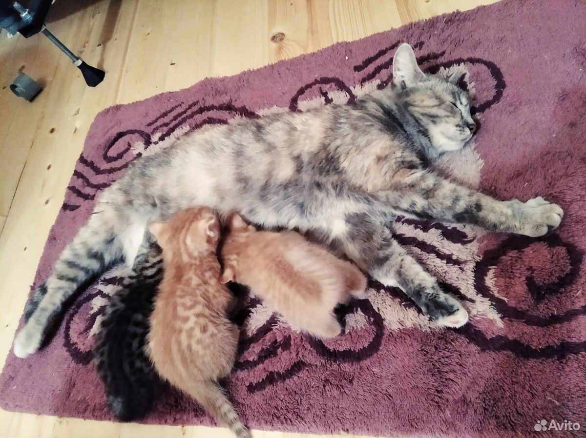 Котята