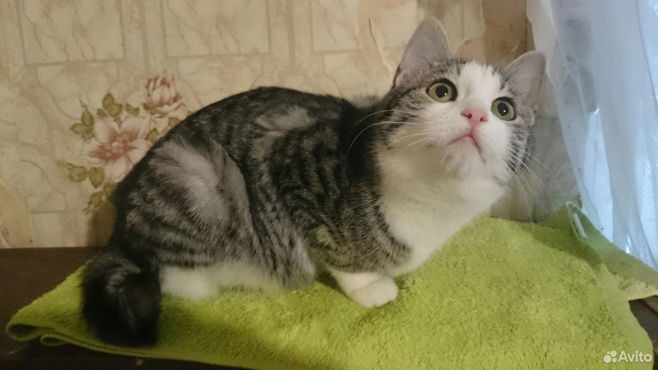 Кошка Масяня, 10 месяцев
