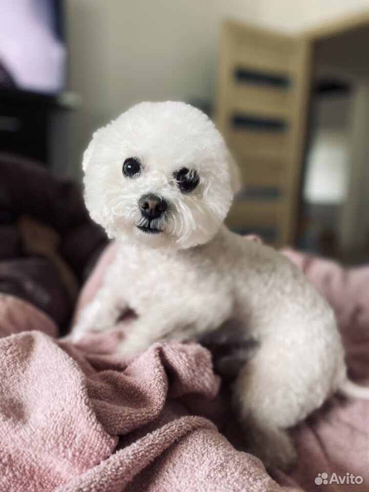 Болонка Болоньезе, Вязка