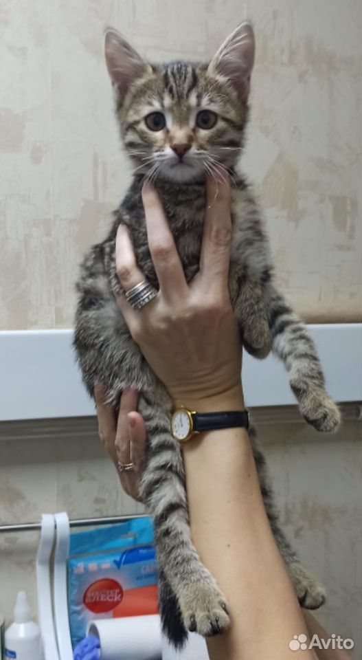 Шикарный мальчишка с паспортом в дар