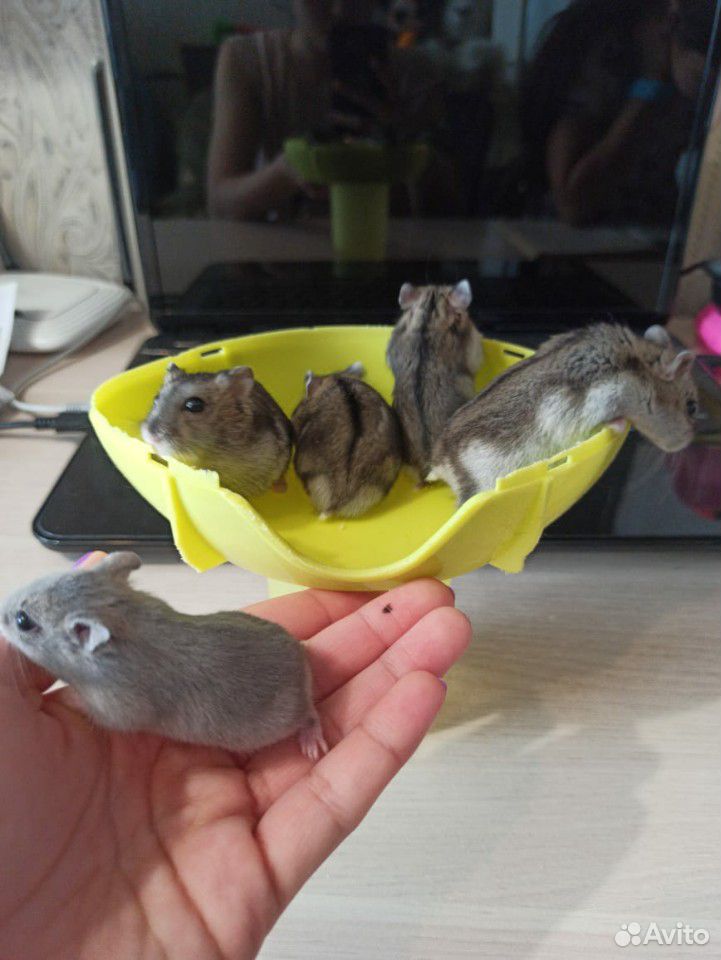 Малыши джунгарского хомяка