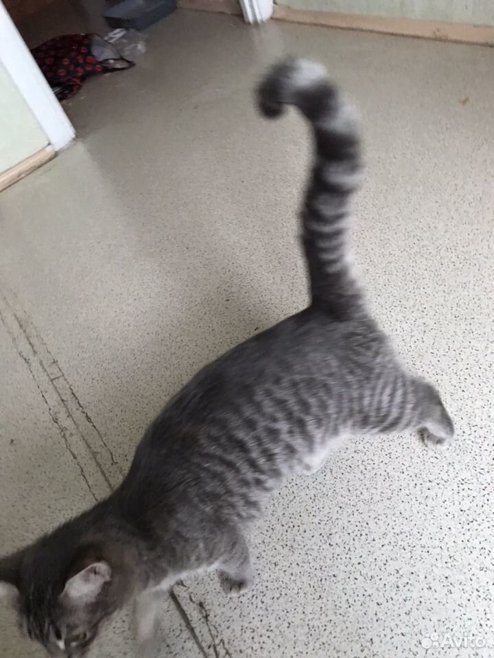 Кошка