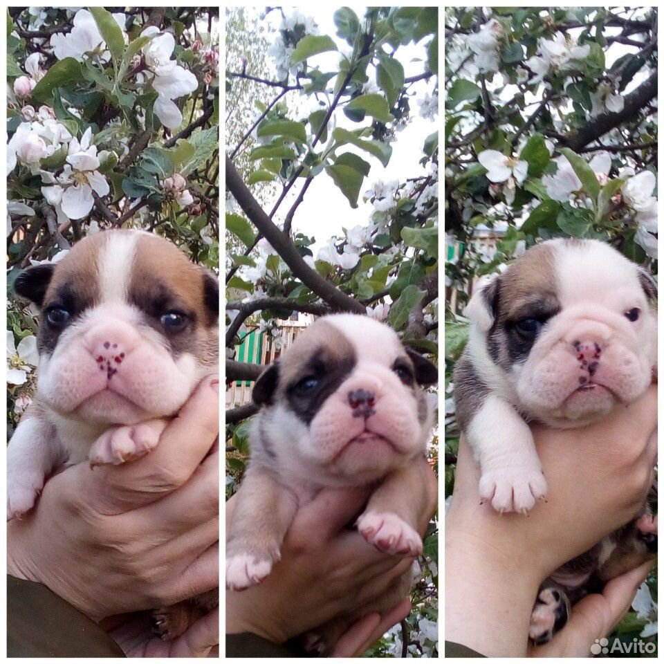 Собака