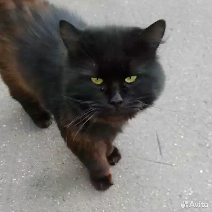 Шикарный, ласкучий метис перса и сибиряка в дар
