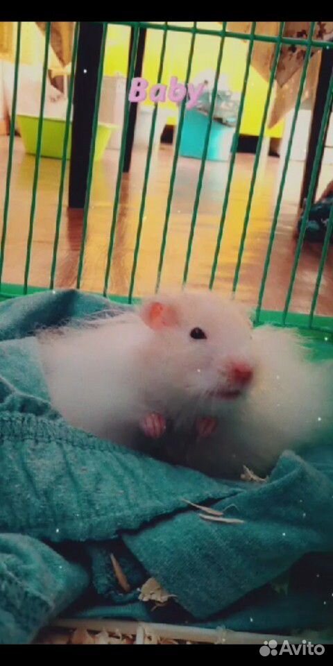 Ангорский хомяк