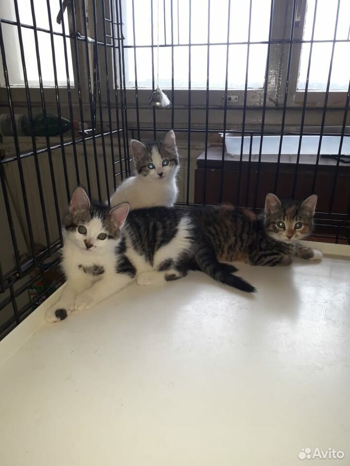 Котята-малышата ищут своих родителей