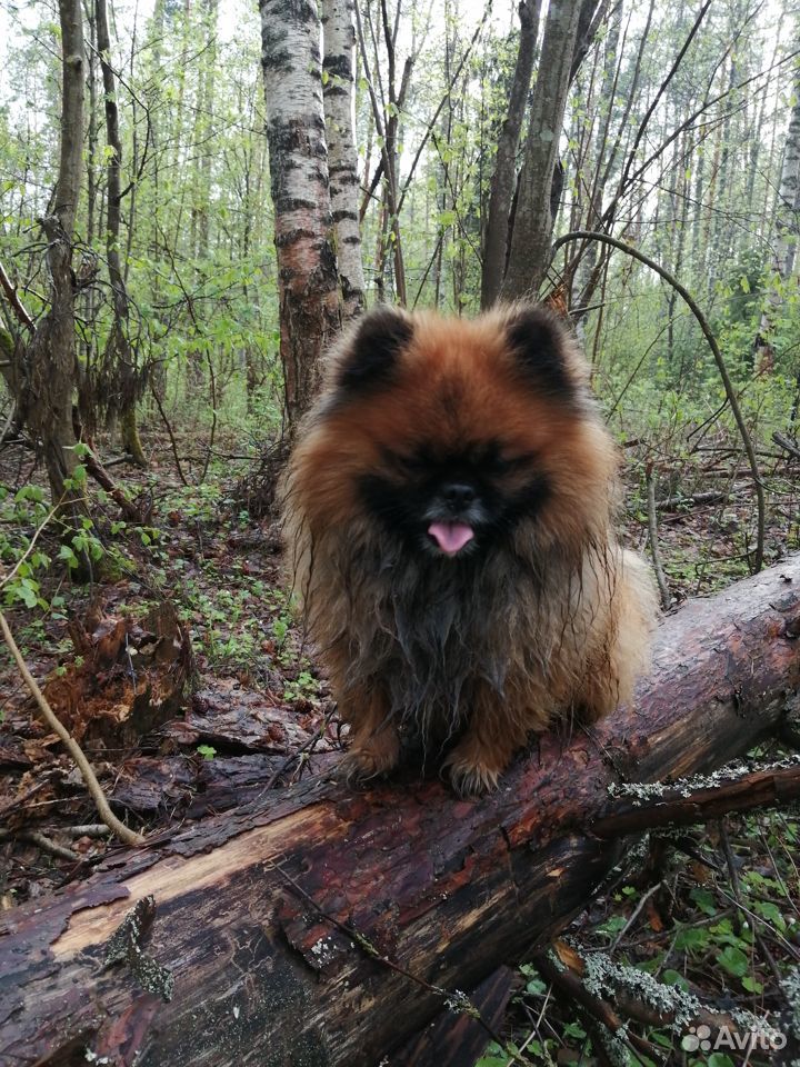 Возьму шпица