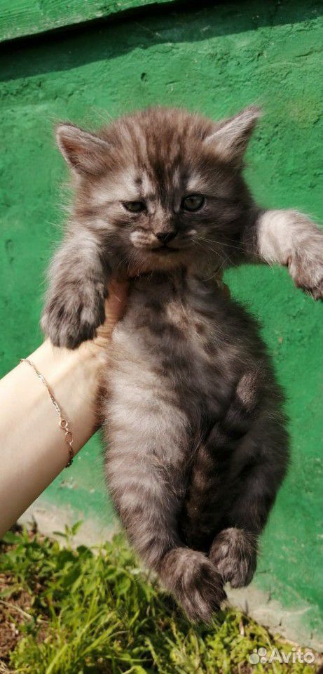 Котенок от породистой кошки