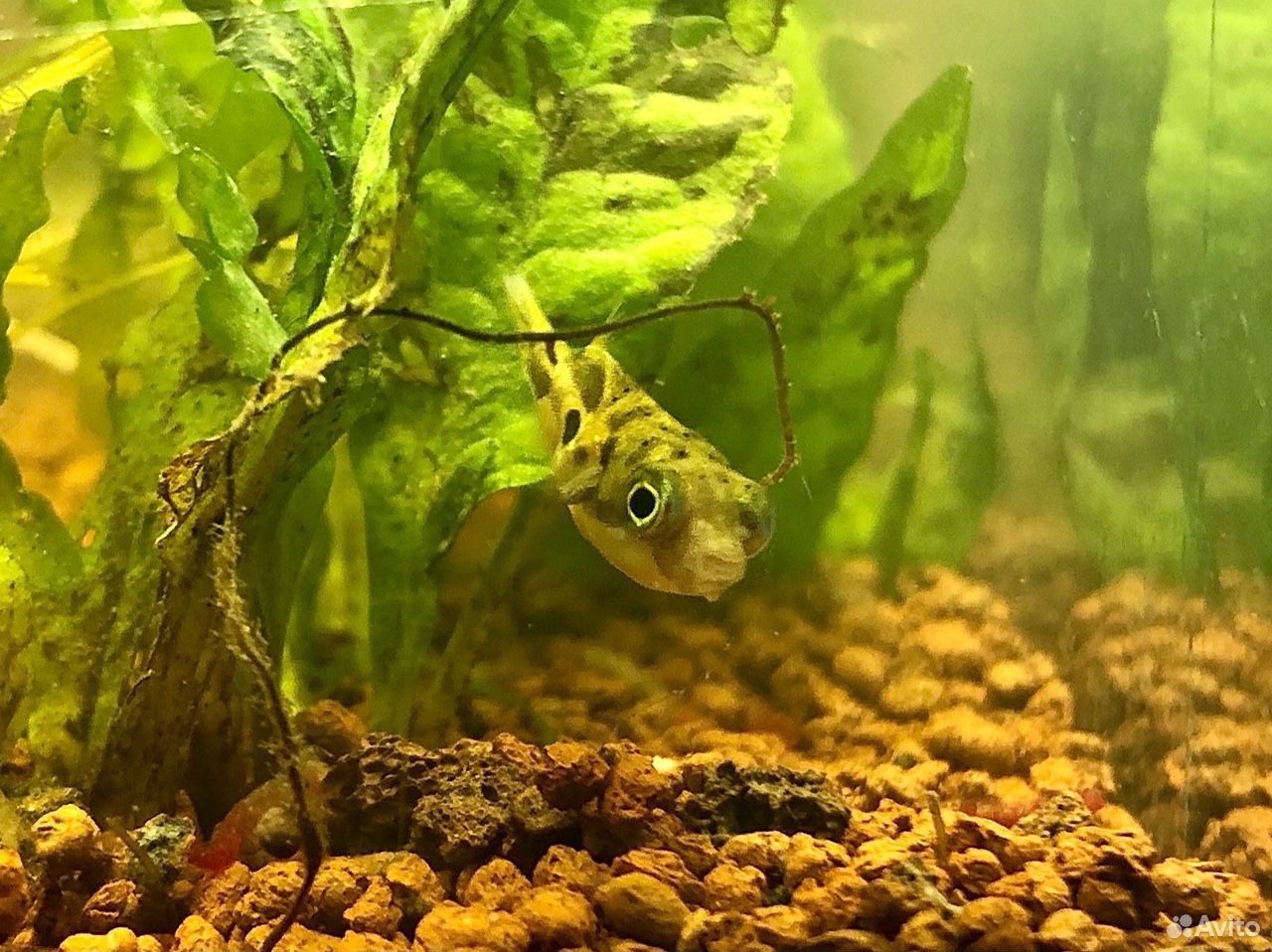 Тетрадон карликовый и афтольмокантус