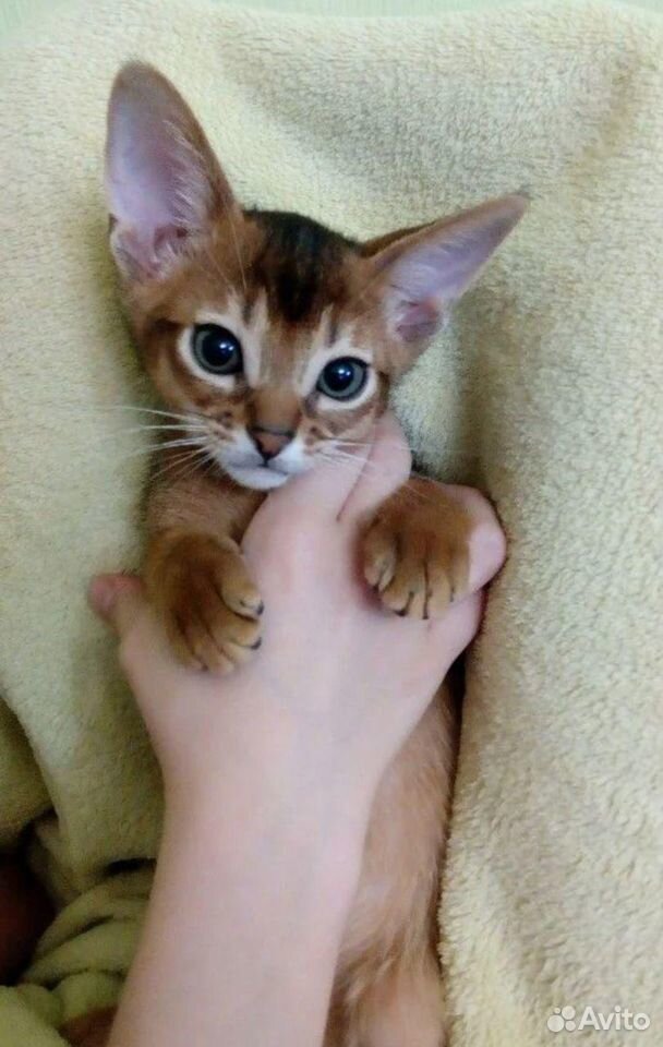 Очаровательные Абиссинские котята