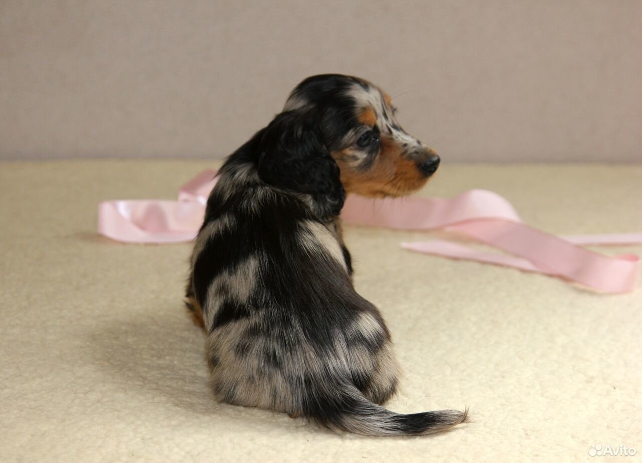 Девочка черно-мраморная кроличья/мини