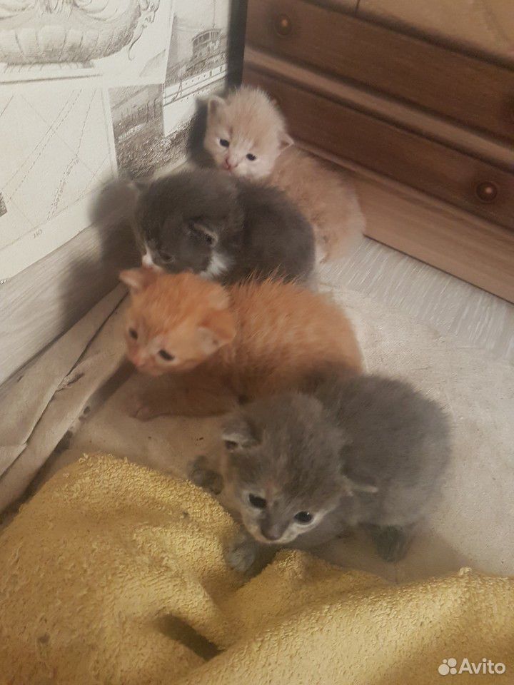 Котята