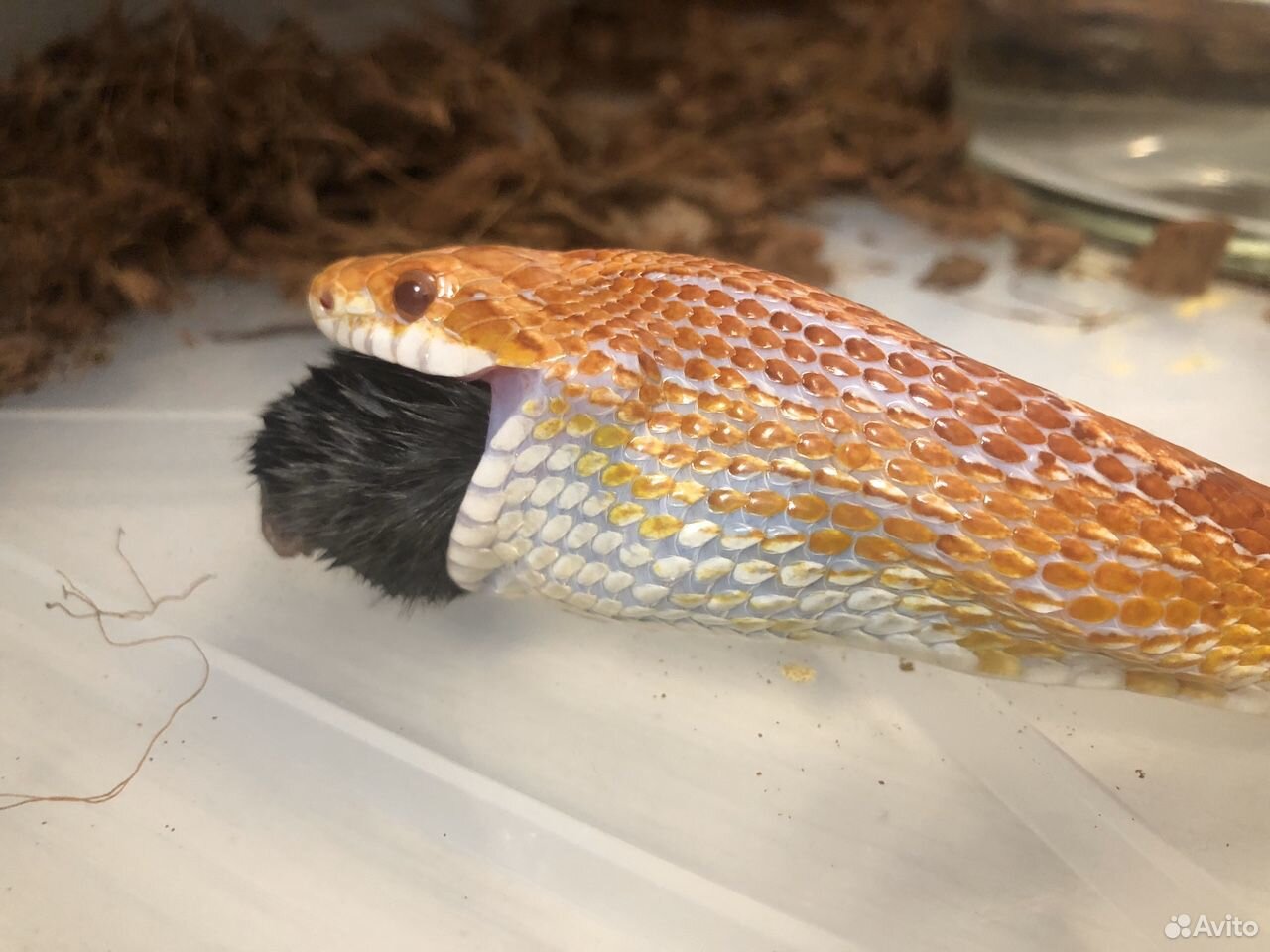 Маисовый полоз пара