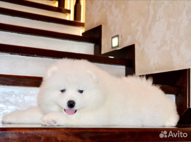 Прекрасная девочки самоеды