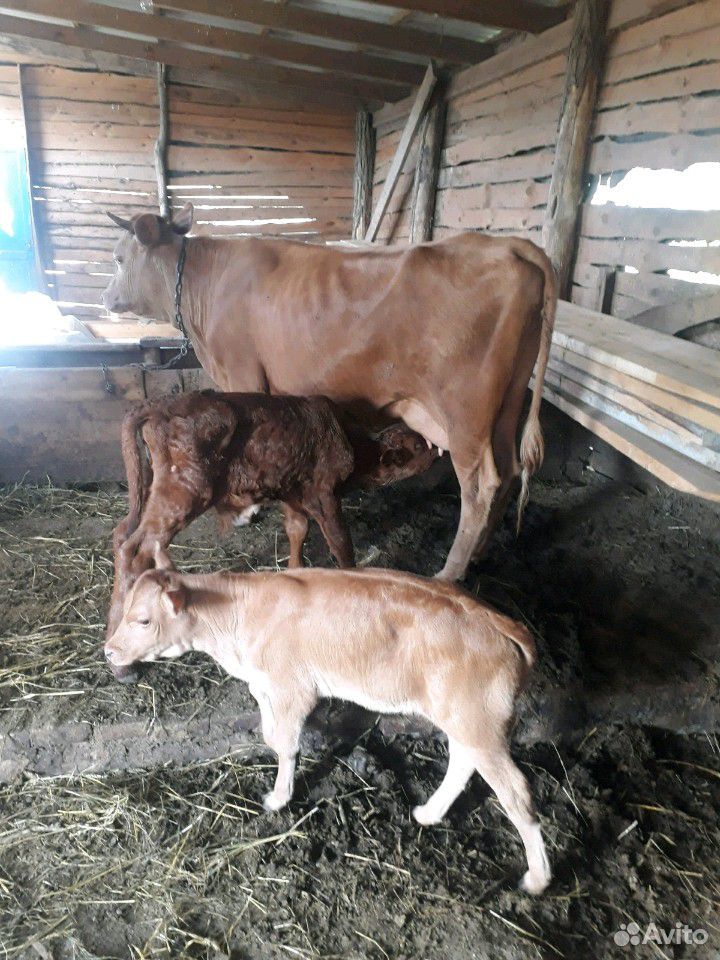 Карова с телятами