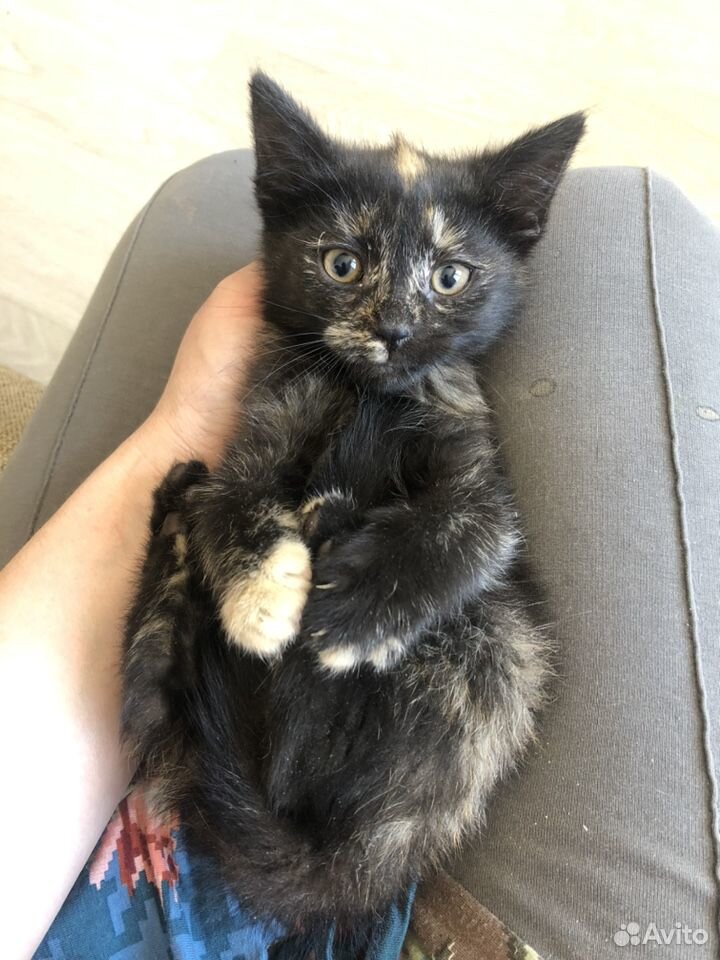 Котёнок 2 месяца (девочка)