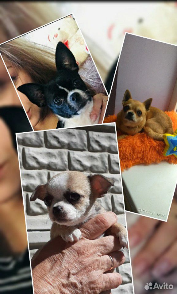 Сладкая малышка чихуахуа