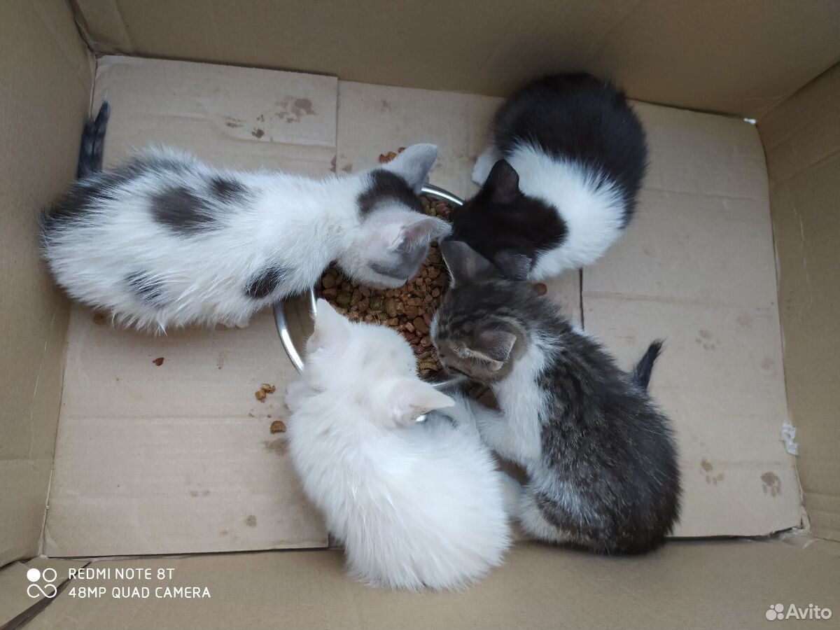 Нашли котят, отдадим в хорошие руки