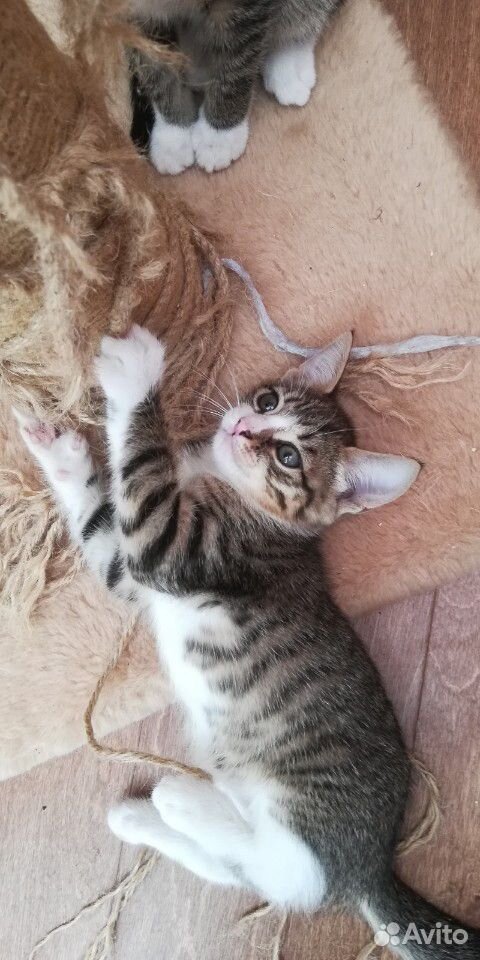 Котёнок девочка